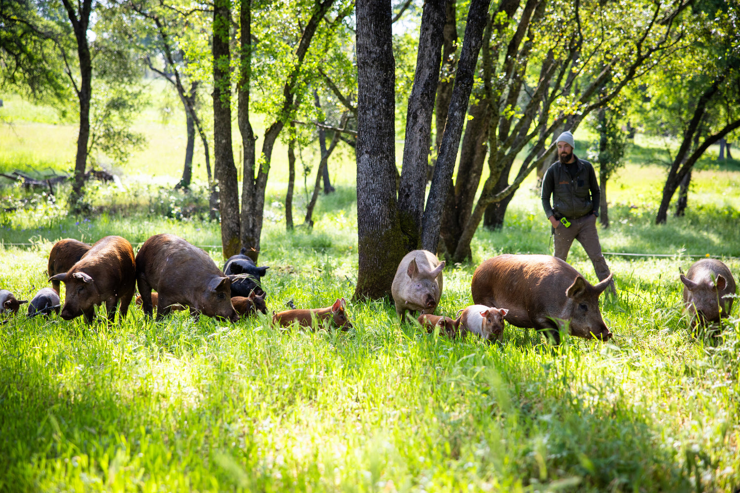 Sonny's Farm - Regenerative Farming